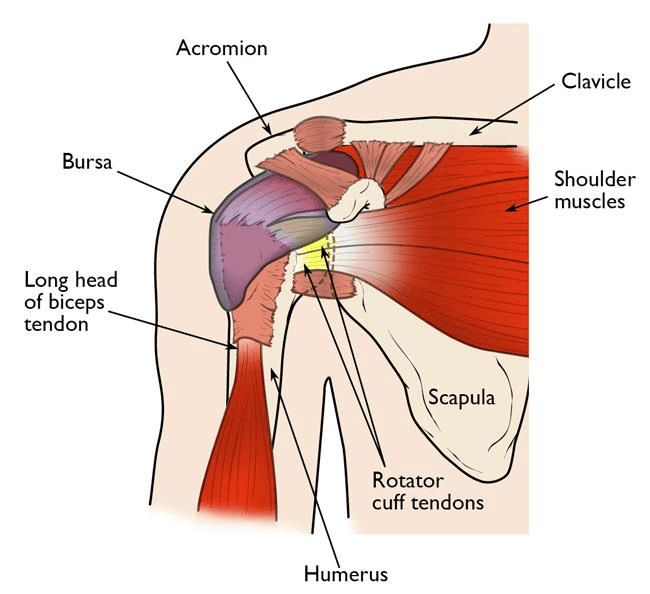 Ultimate Guide to Shoulder Muscles: Anatomy, Exercises, and Training ...